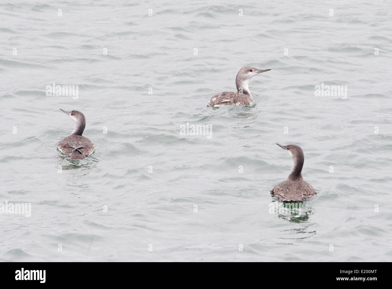 Loons Stock Photos & Loons Stock Images - Alamy