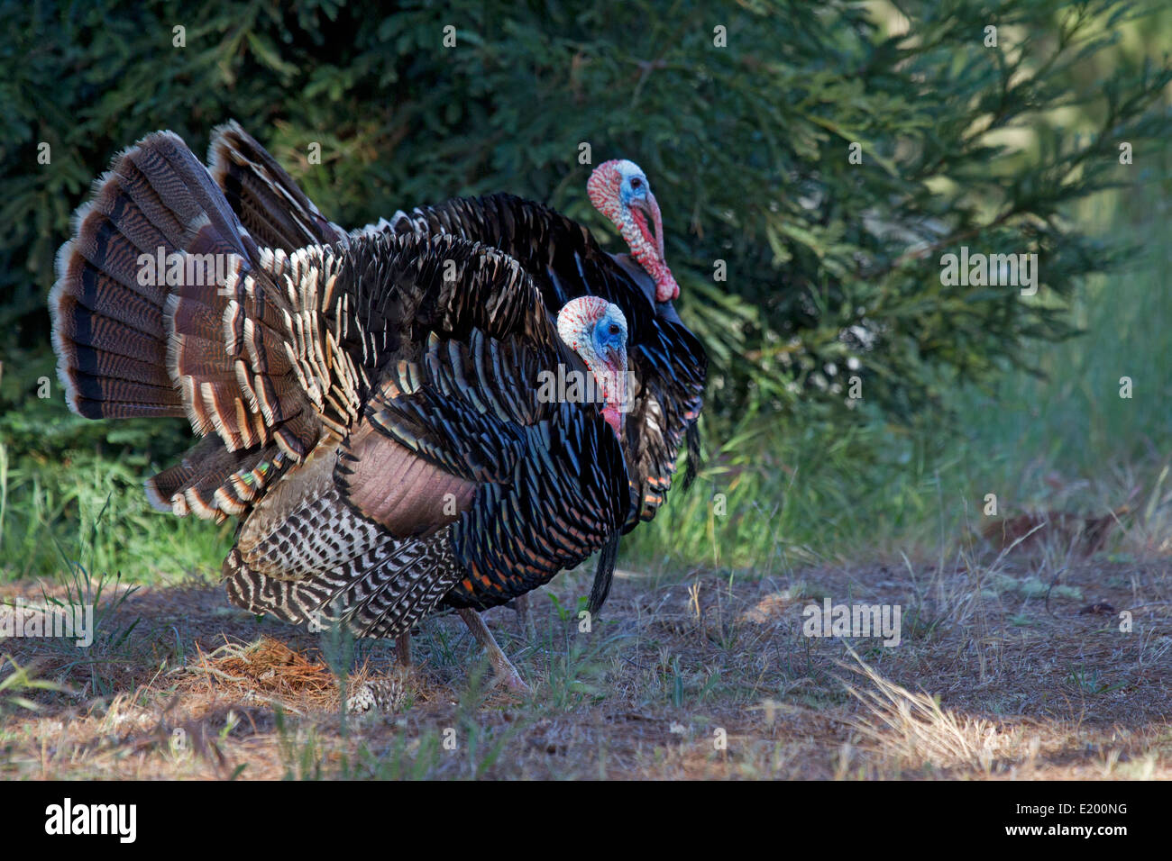 Two Tom Turkeys in Breeding Plumage Stock Photo - Alamy
