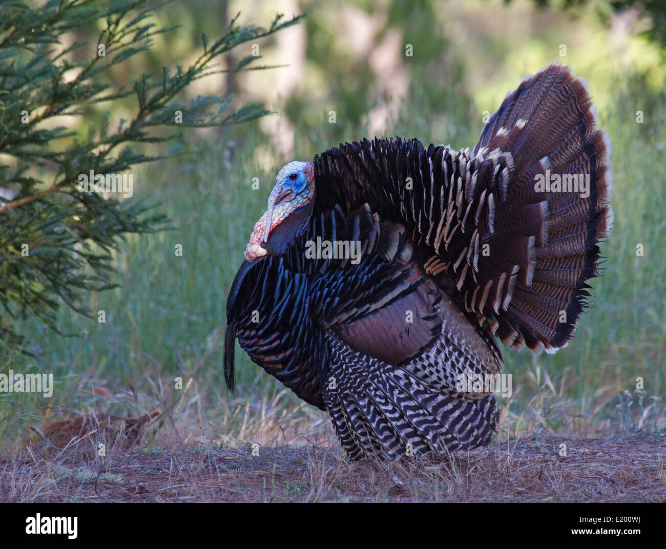 Tom Turkey in Breeding Plumage Stock Photo - Alamy
