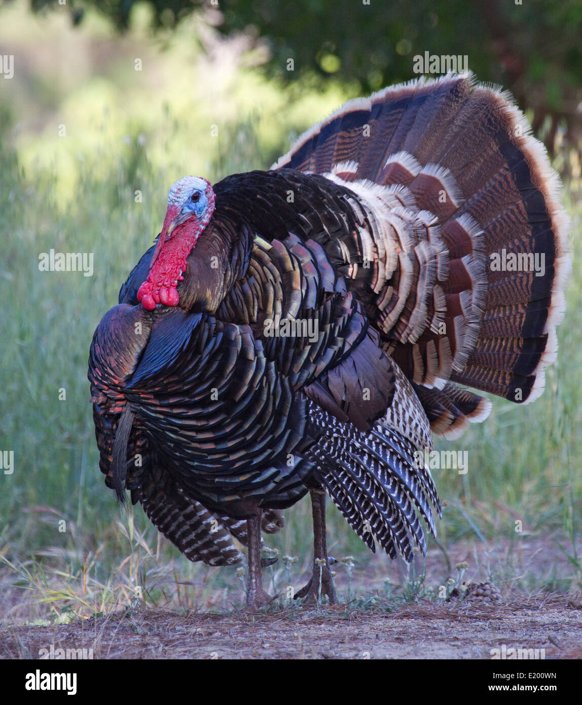Turkey plumage hi-res stock photography and images - Alamy