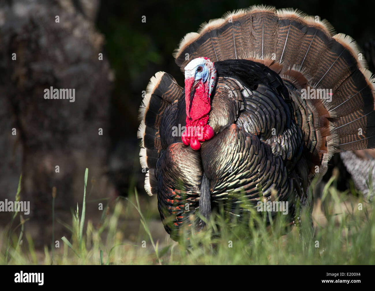 Tom turkey plumage hi-res stock photography and images - Alamy