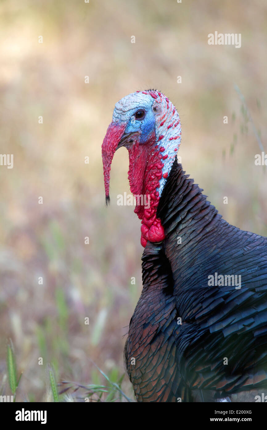 Turkey plumage hi-res stock photography and images - Alamy