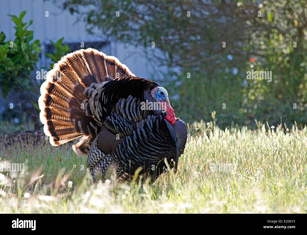 Tom turkey hi-res stock photography and images - Alamy
