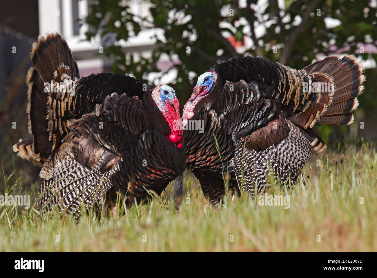 Tom turkey two hi-res stock photography and images - Alamy