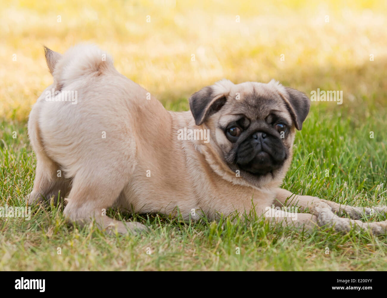 Puppy dog pug playing in the garden on the lawn, on the green grass ...
