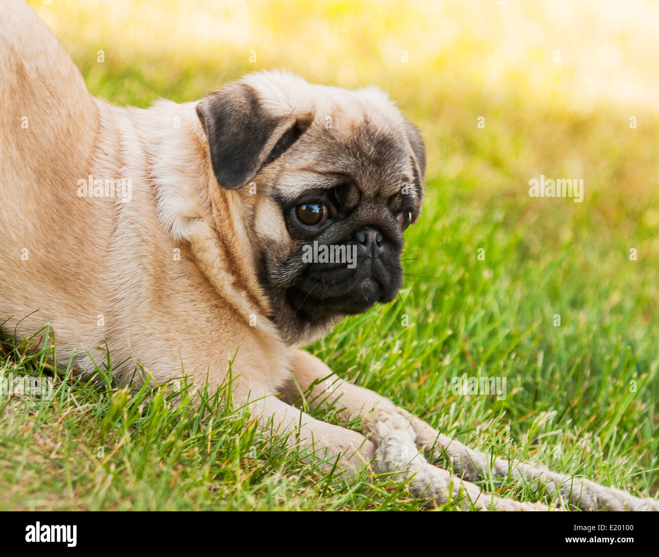 Puppy dog pug playing in the garden on the lawn, on the green grass ...
