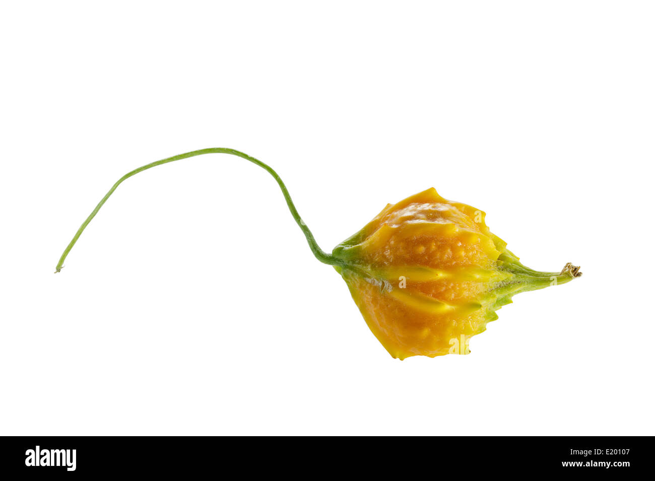 Balsam apple hi-res stock photography and images - Alamy