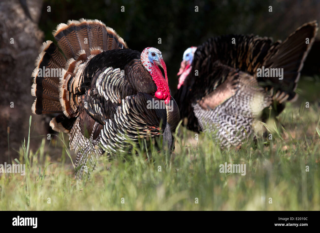 Two Tom Turkeys in Breeding Plumage Stock Photo - Alamy