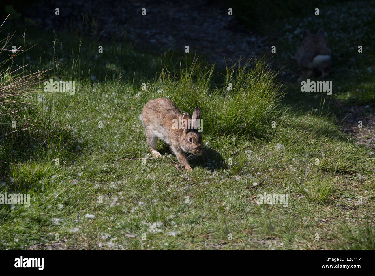 Wild brown rabbit hi-res stock photography and images - Alamy