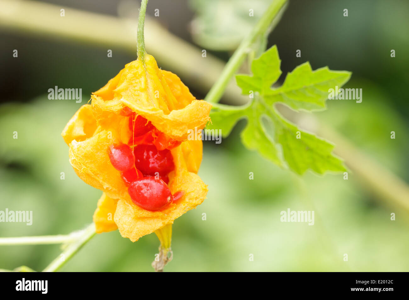 Balsam apple hi-res stock photography and images - Alamy