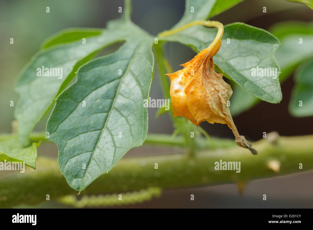 Balsam apple hi-res stock photography and images - Alamy