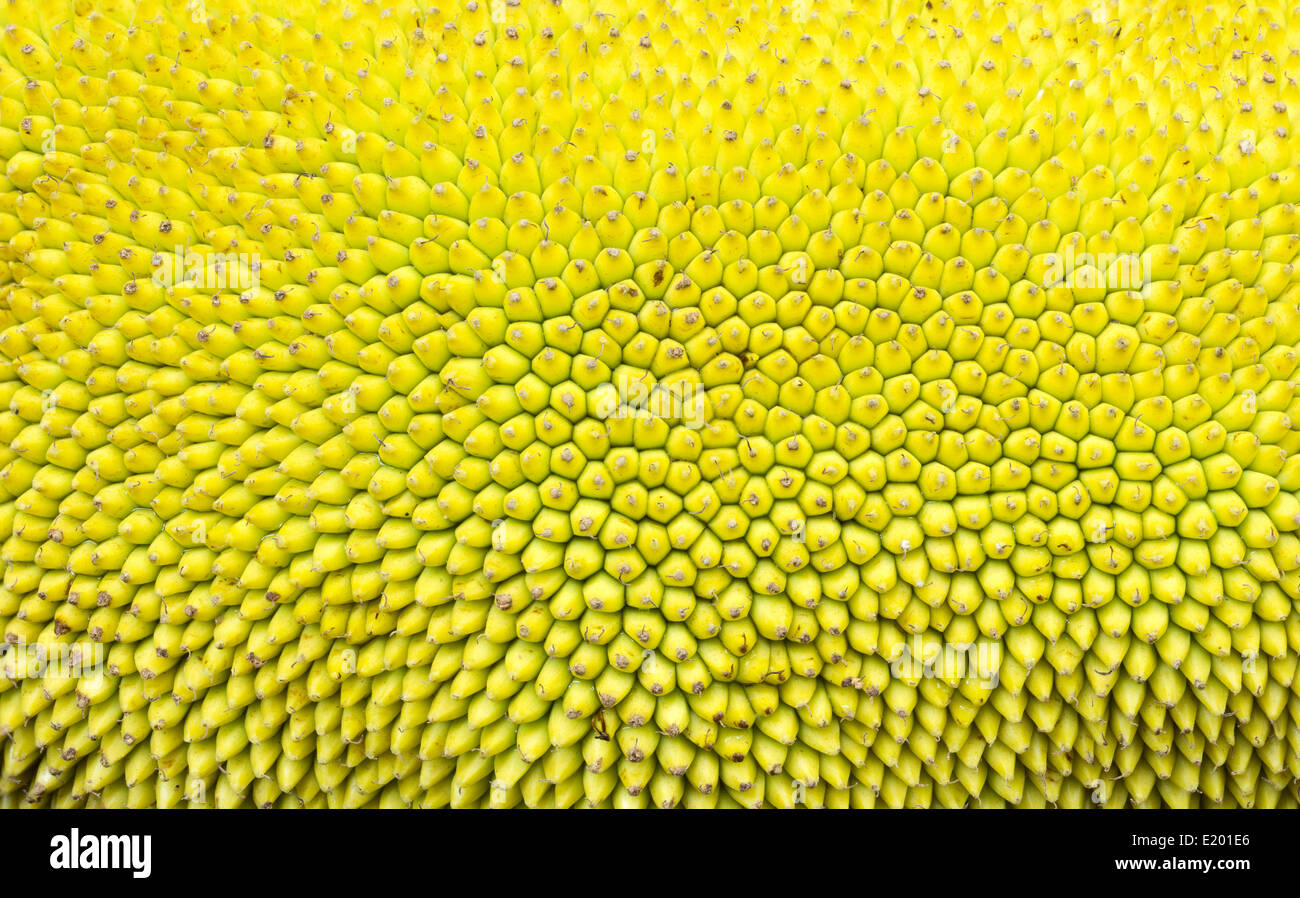 Closeup texture jackfruit Stock Photo - Alamy