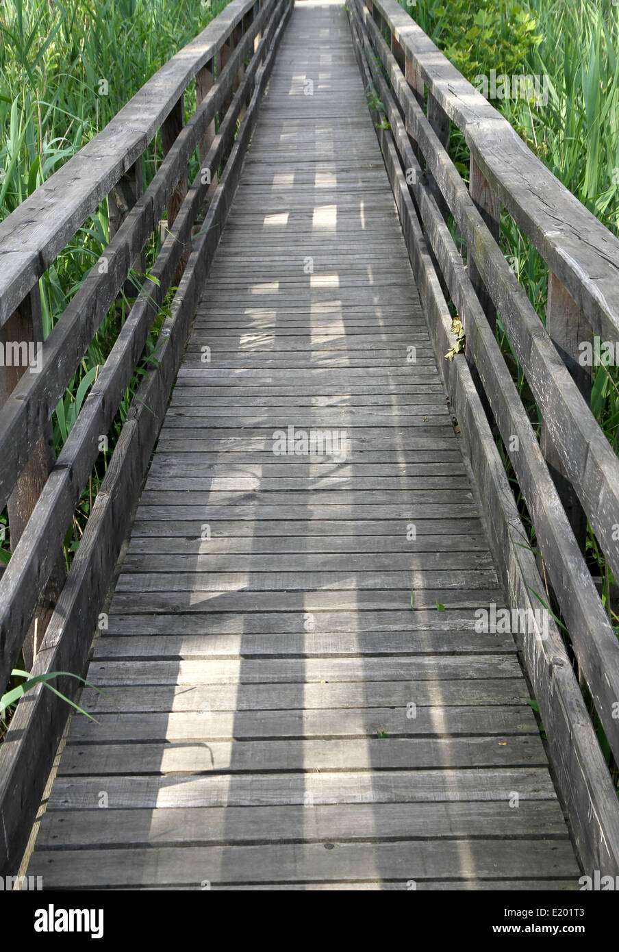 long wooden walkway in the reeds of a naturalistic Park 4 Stock Photo ...
