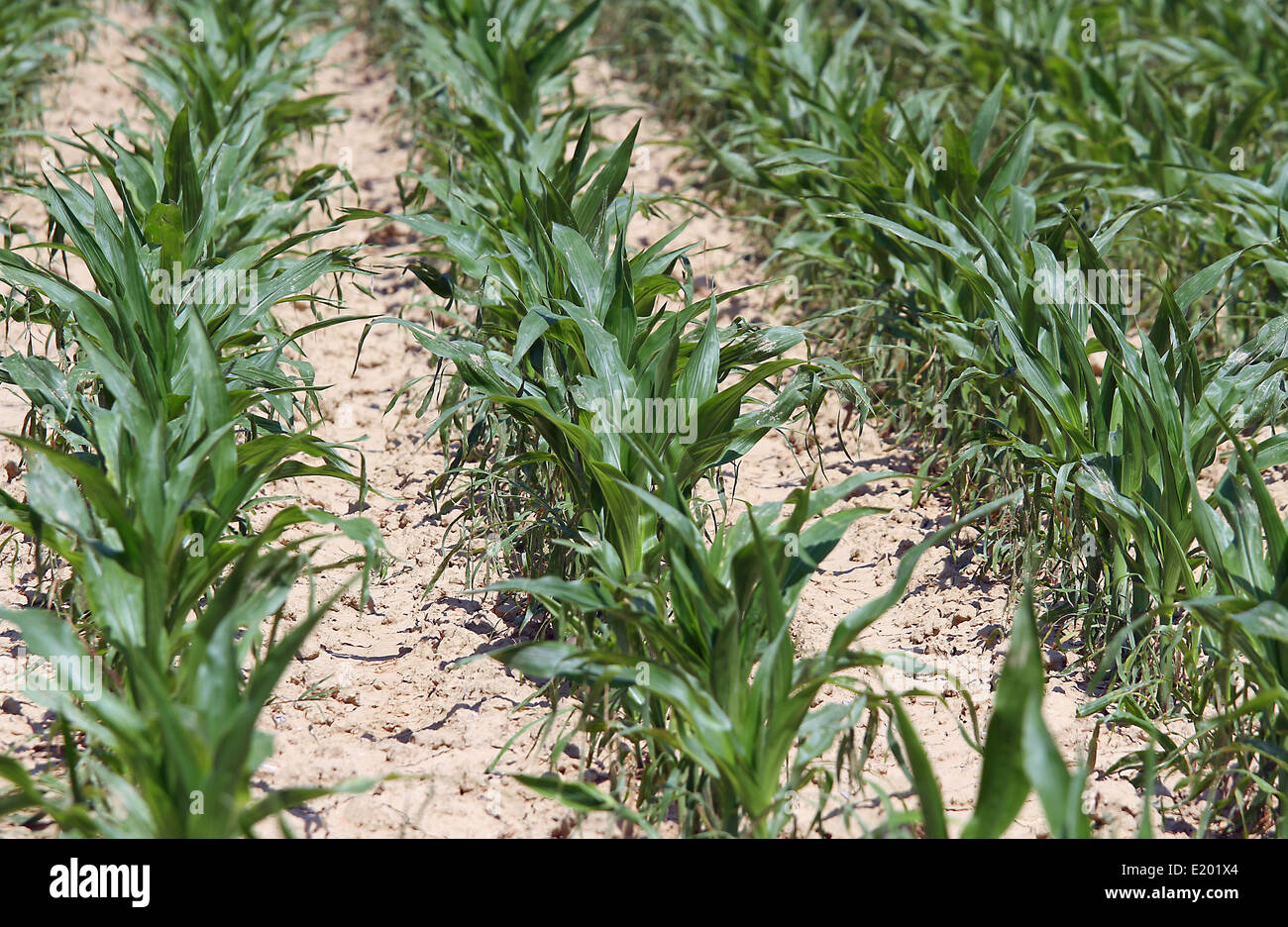 Arid terrain hi-res stock photography and images - Alamy