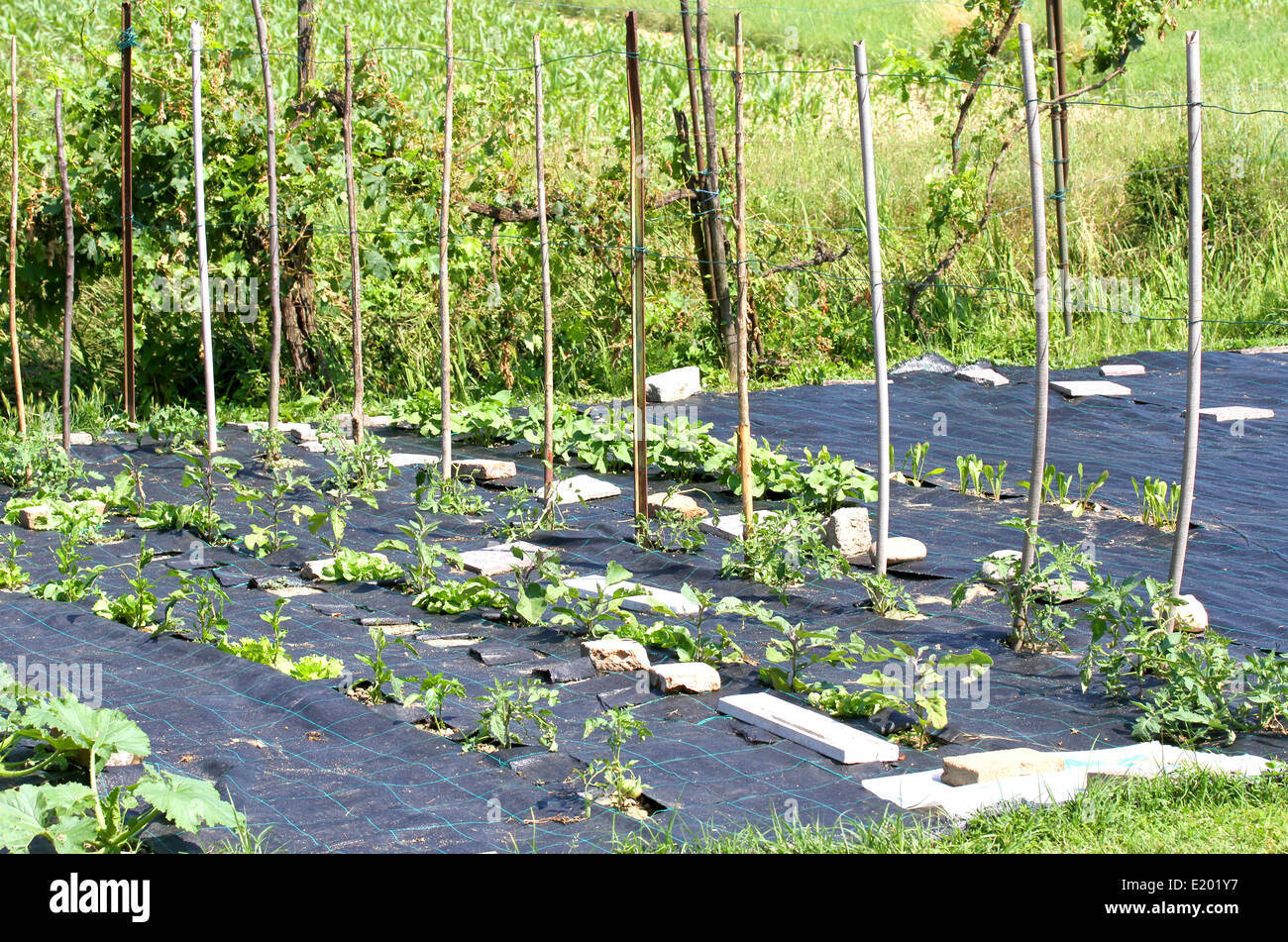 Garden with many fruits and vegetables by the farmer Stock Photo - Alamy