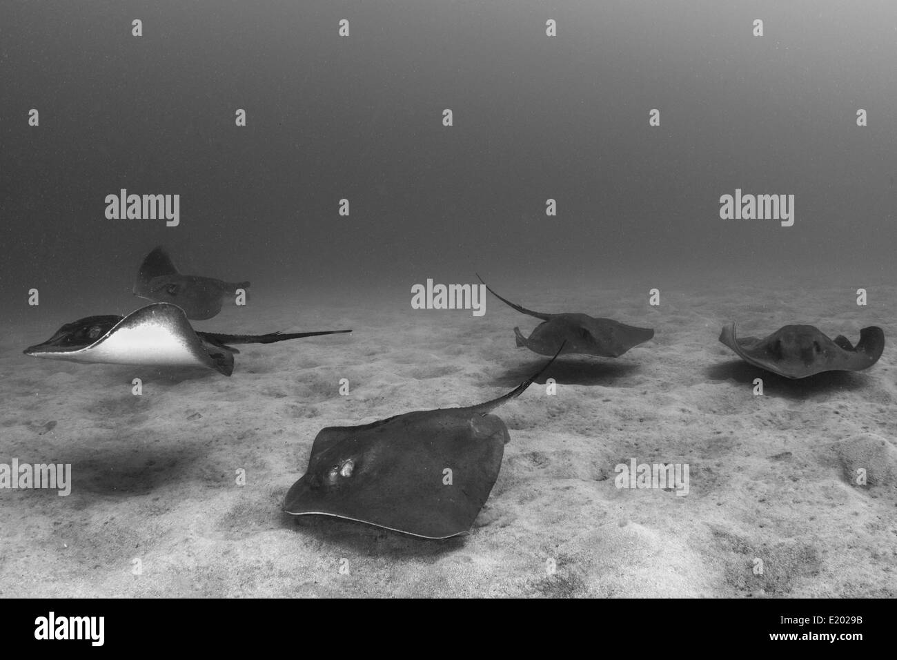 Stingray underwater Black and White Stock Photos & Images - Alamy