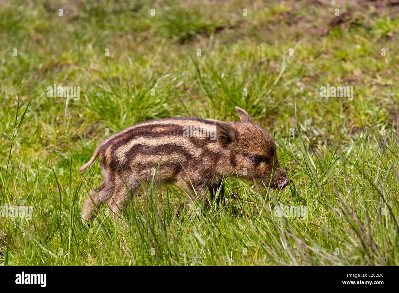 Wild Boar Farm, Chipping, Preston, UK 11th June, 2014. New arrivals, (a ...
