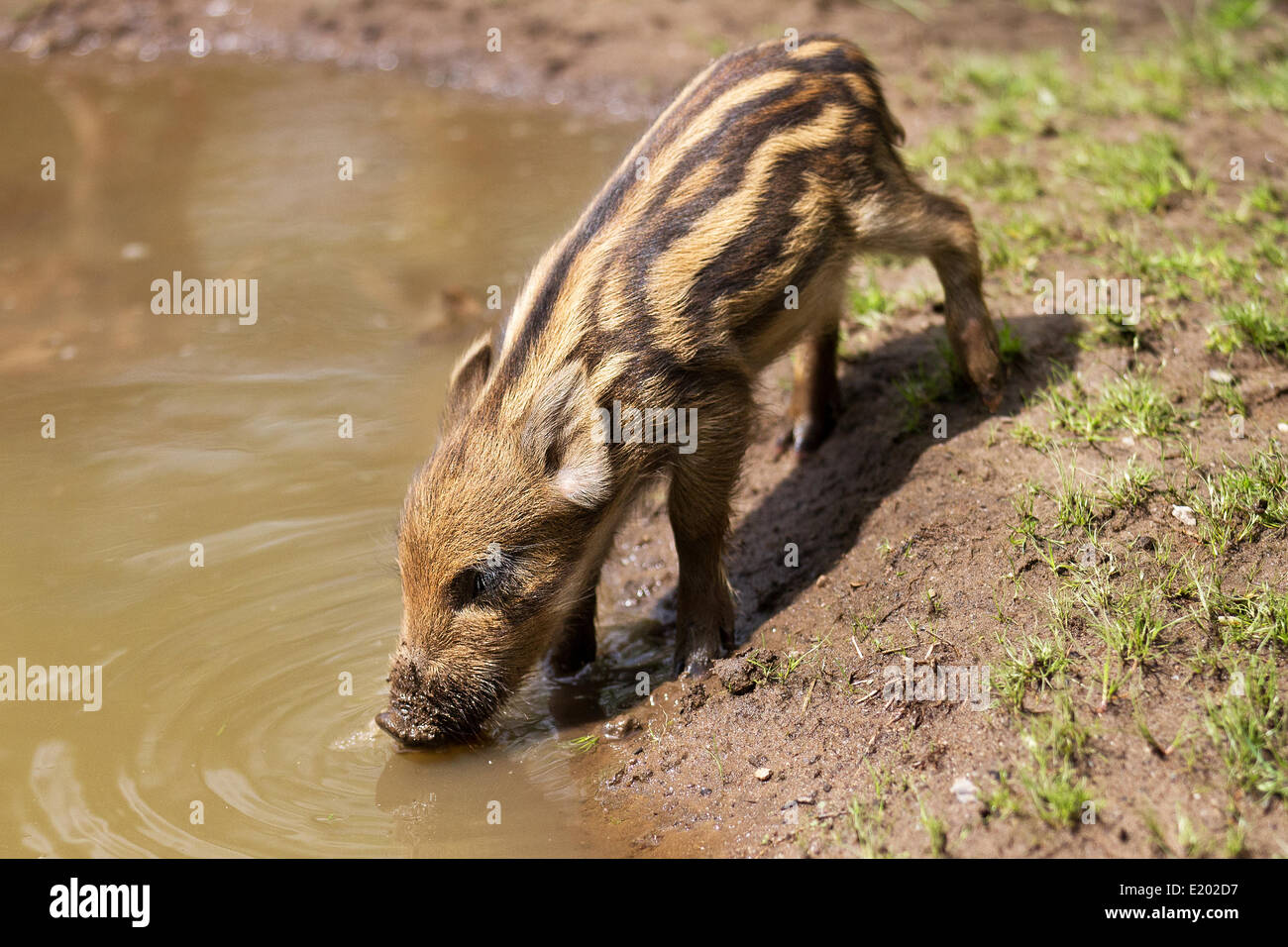 Young boars england hi-res stock photography and images - Alamy