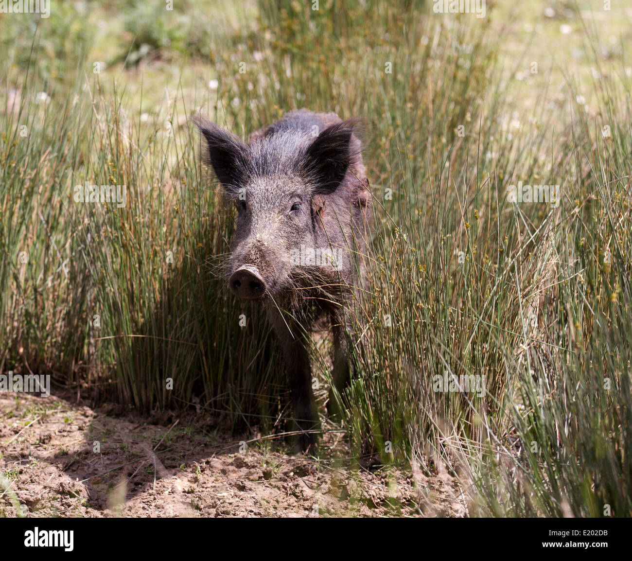 Introduced from the americas hi-res stock photography and images - Alamy