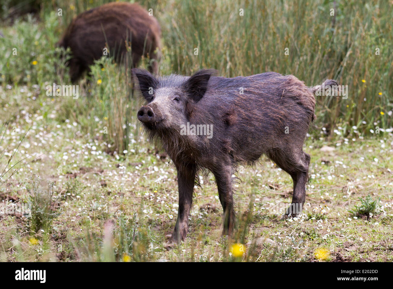 Wild Boar Farm, Chipping, Preston, UK 11th June, 2014. New arrivals, (a ...