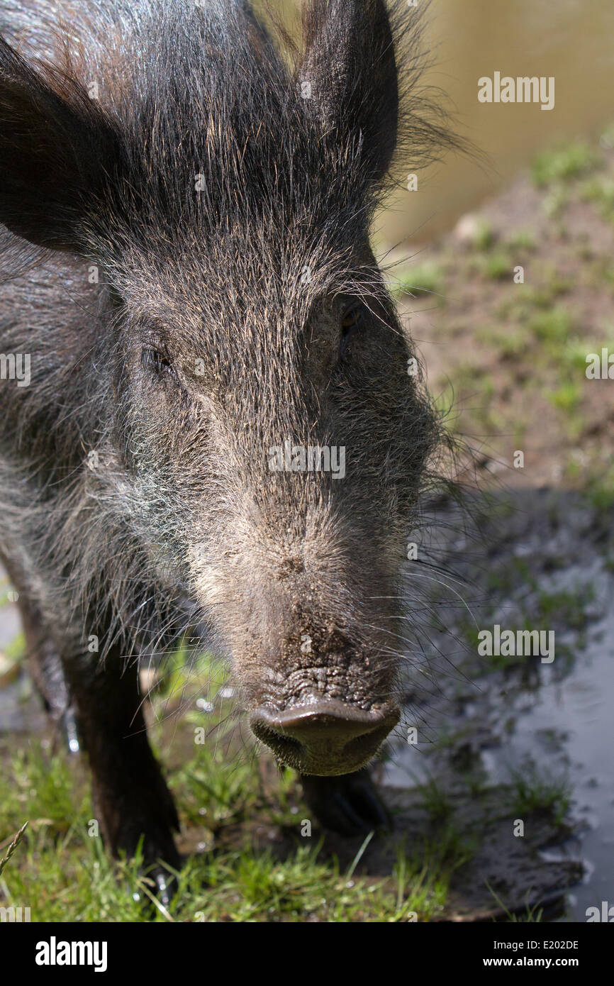 Boars parts hi-res stock photography and images - Alamy