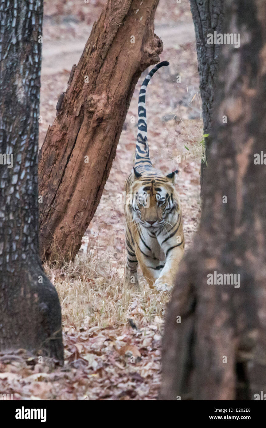 Tiger spray marking hi-res stock photography and images - Alamy