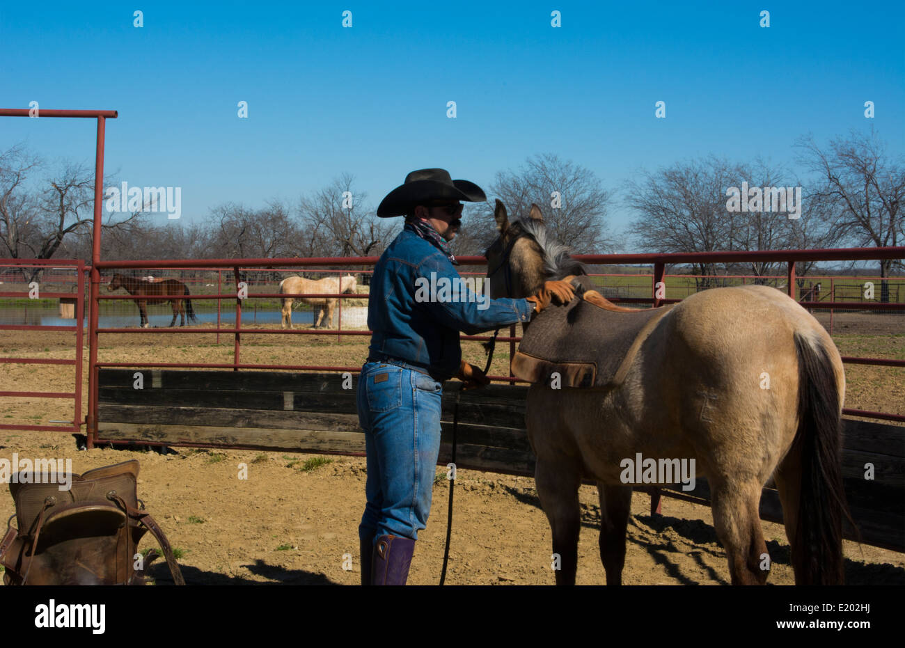 Dallas Texas Tate Ranch cowboy training 2 year old horses to put on ...