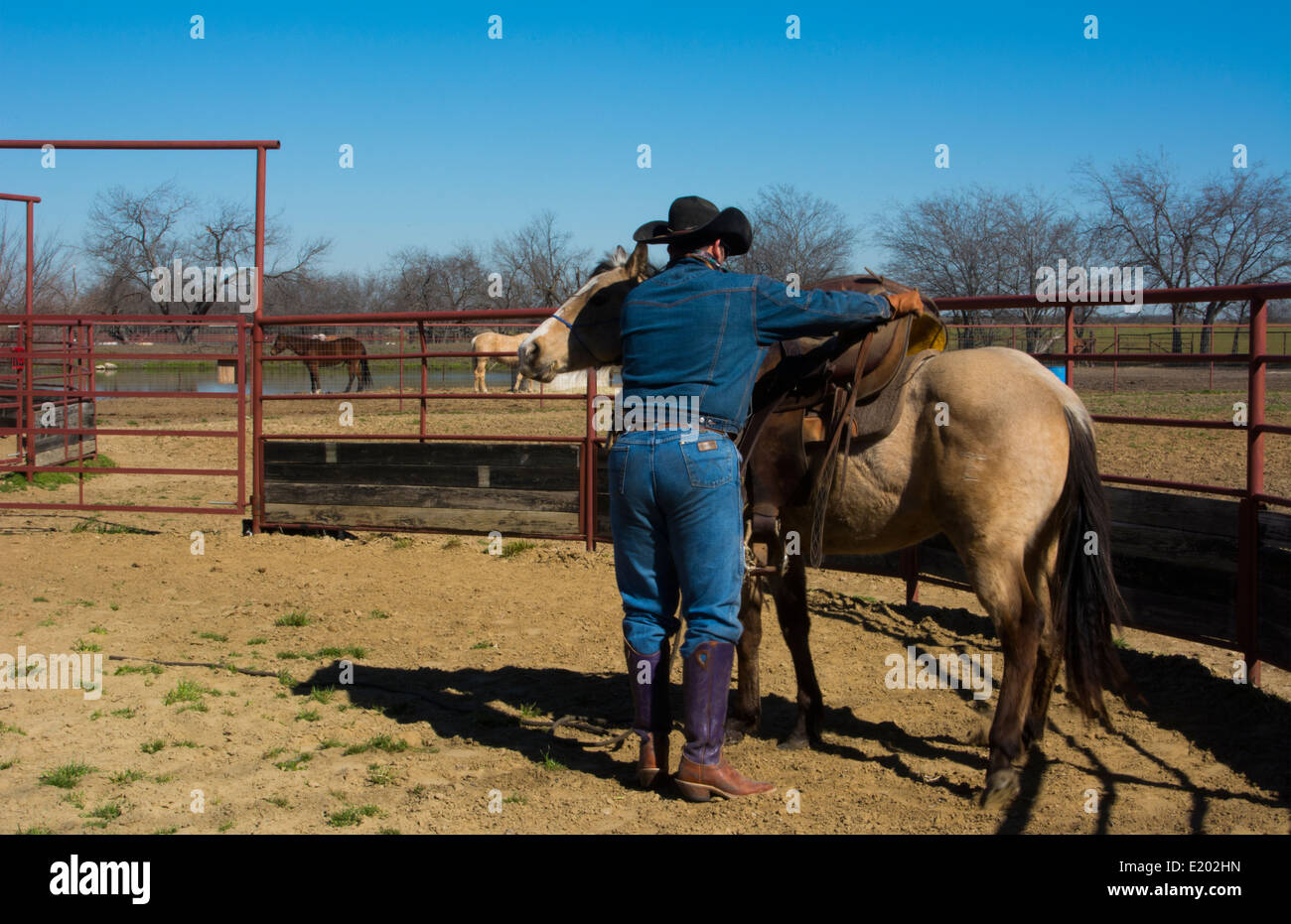 Dallas Texas Tate Ranch cowboy training 2 year old horses to put on ...