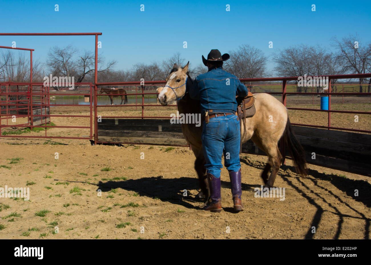 Dallas Texas Tate Ranch cowboy training 2 year old horses to put on ...