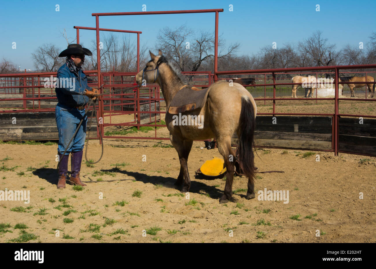 Dallas Texas Tate Ranch cowboy training 2 year old horses to put on ...