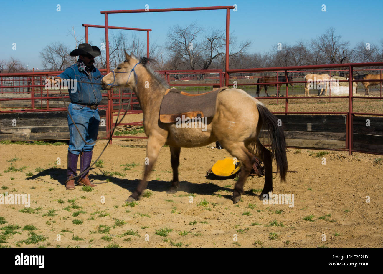 Dallas Texas Tate Ranch cowboy training 2 year old horses to put on ...
