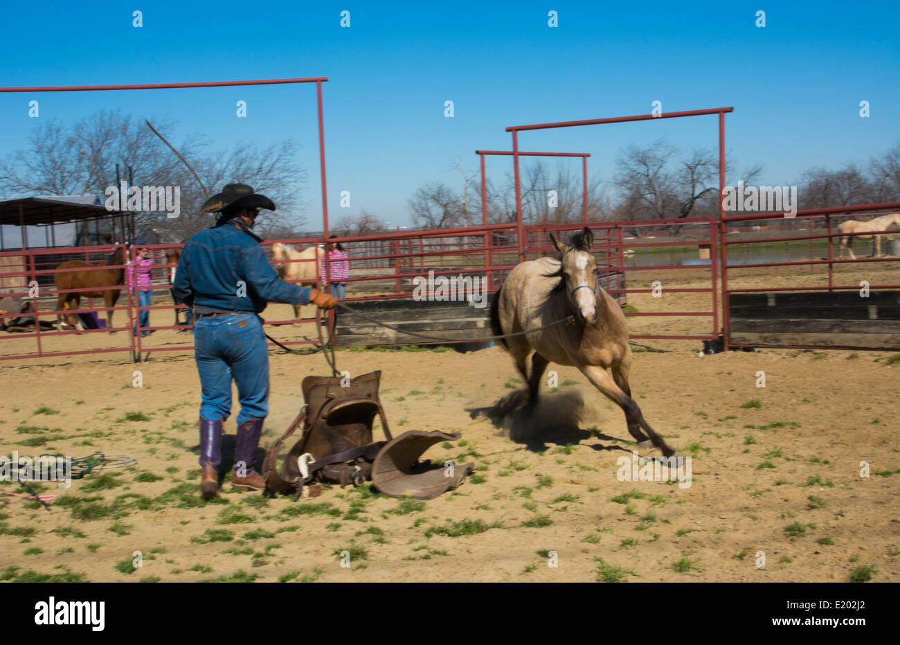 Dallas Texas Tate Ranch cowboy training 2 year old horses to put on ...