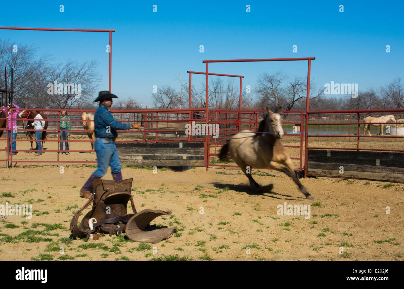 Dallas Texas Tate Ranch cowboy training 2 year old horses to put on ...