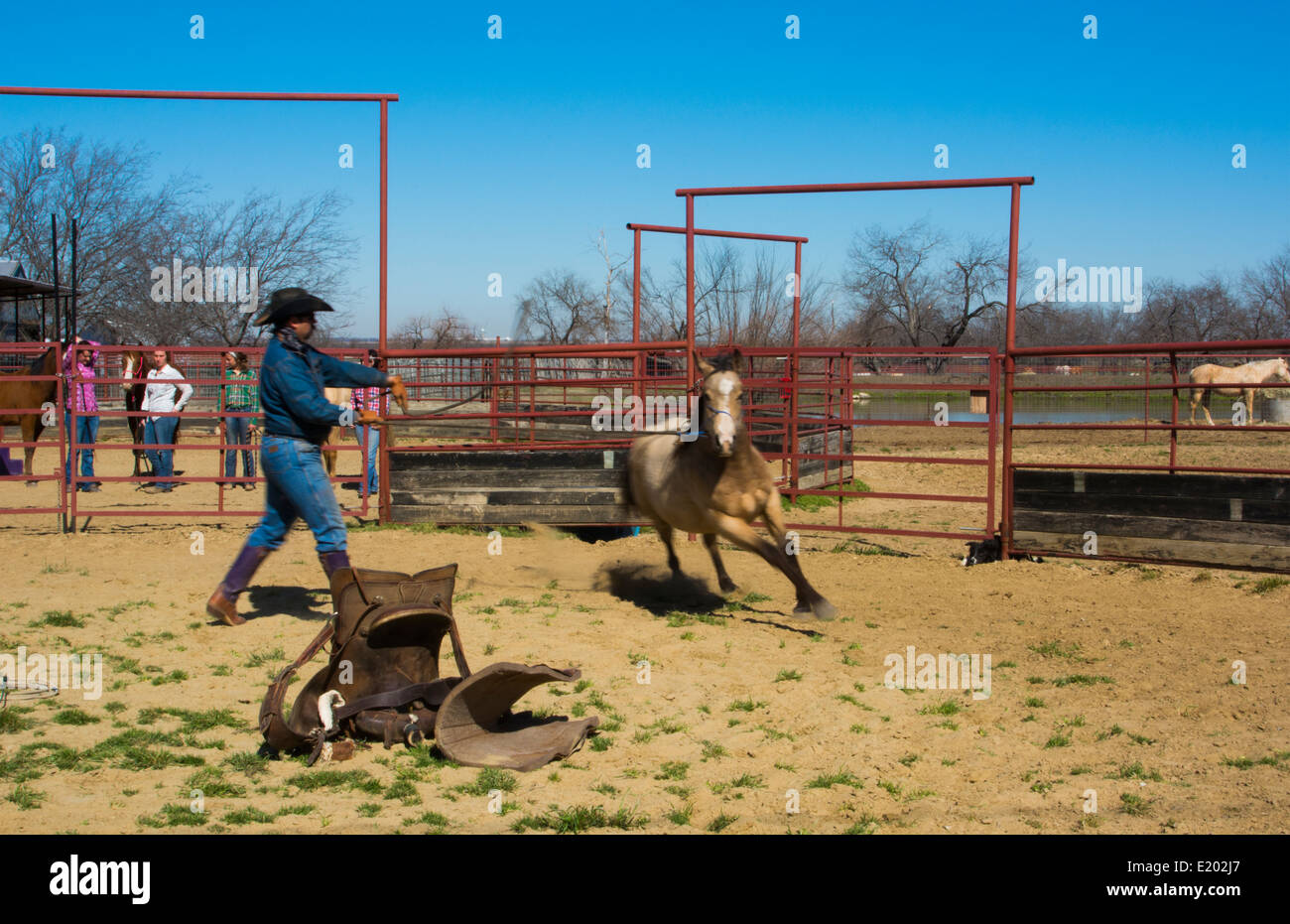 Dallas Texas Tate Ranch cowboy training 2 year old horses to put on ...
