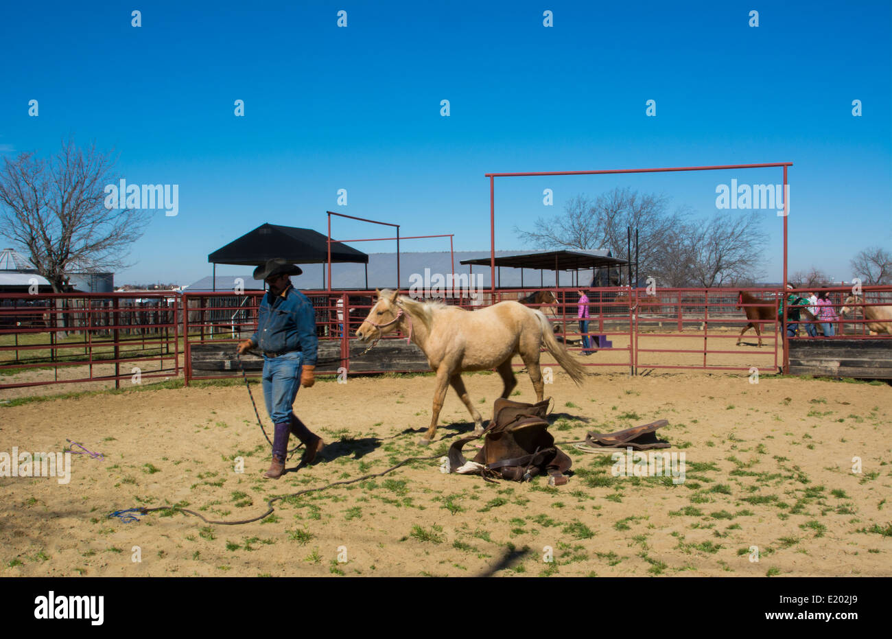Dallas Texas Tate Ranch cowboy training 2 year old horses to put on ...