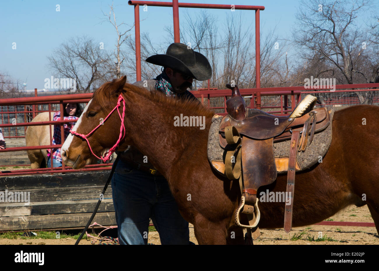 Dallas Texas Tate Ranch cowboy training 2 year old horses to put on ...