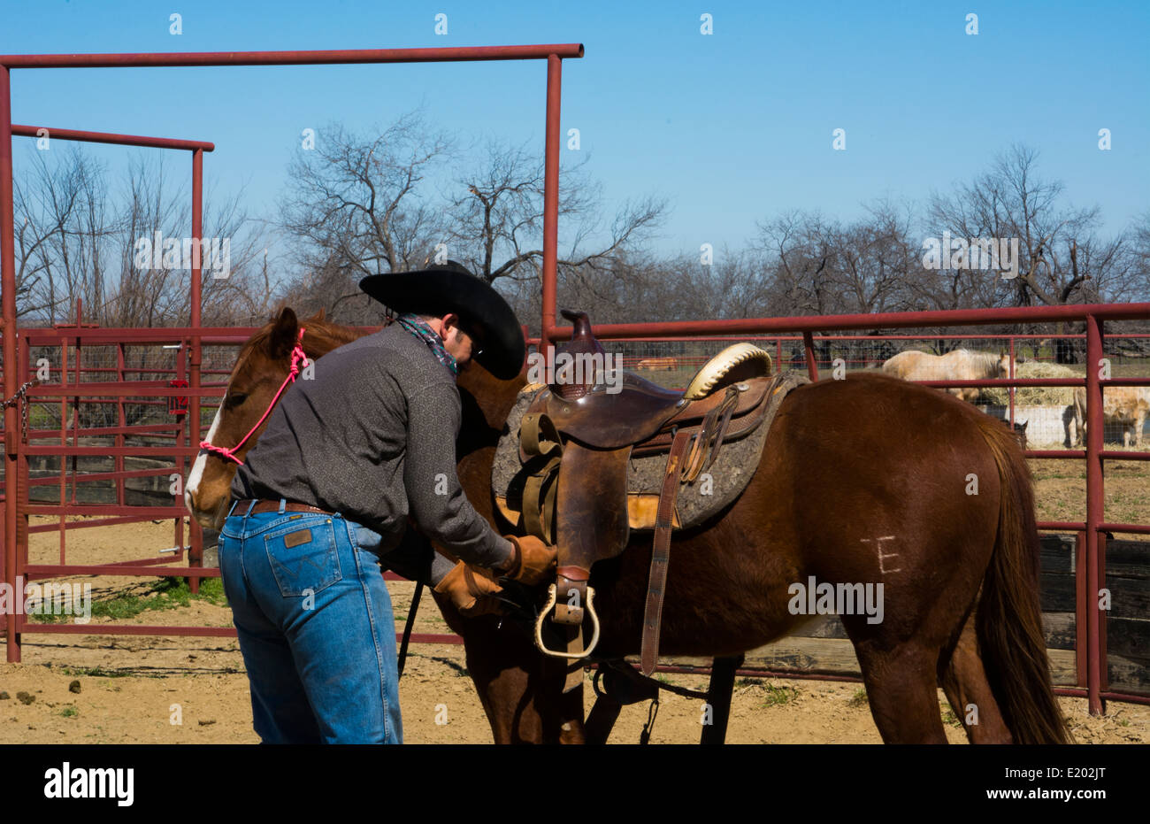 Dallas Texas Tate Ranch cowboy training 2 year old horses to put on ...