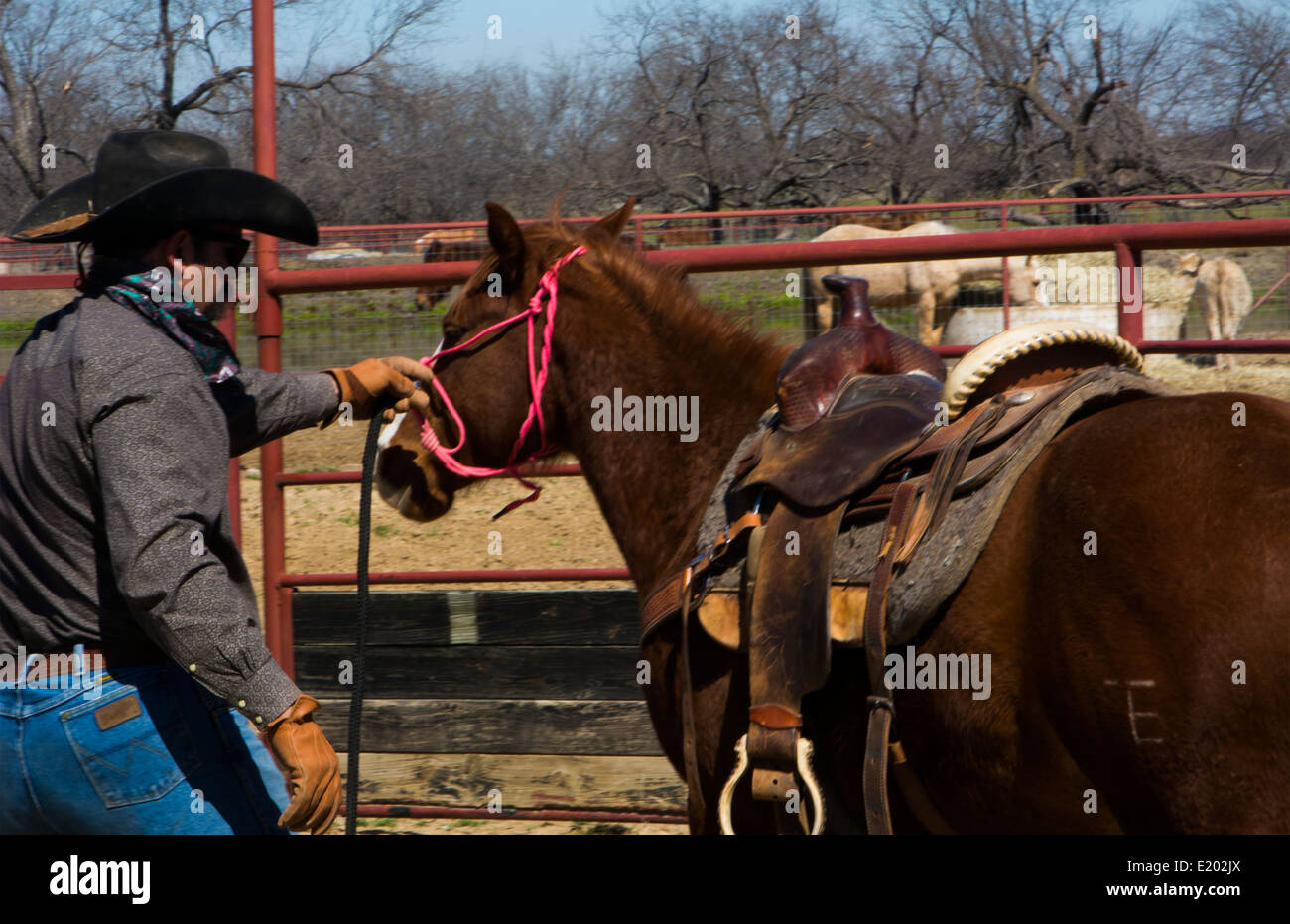 Dallas Texas Tate Ranch cowboy training 2 year old horses to put on ...