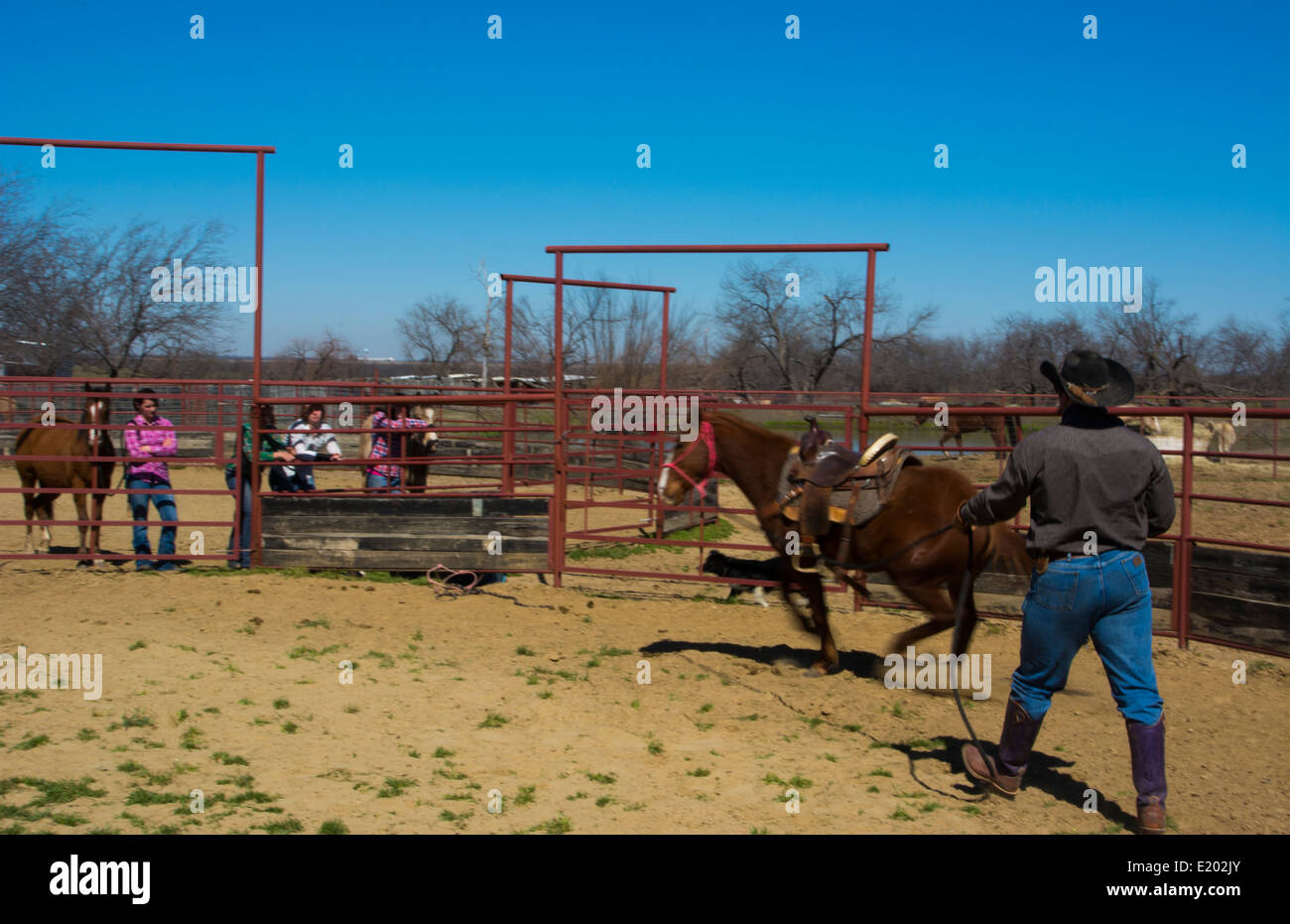 Dallas Texas Tate Ranch cowboy training 2 year old horses to put on ...