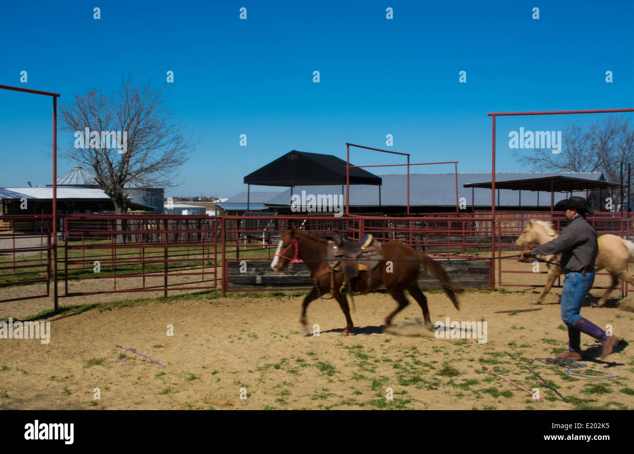Dallas Texas Tate Ranch cowboy training 2 year old horses to put on ...