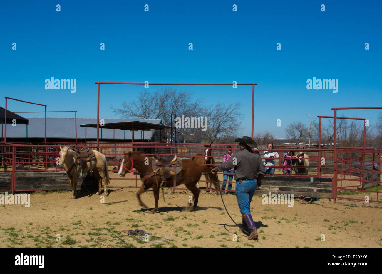 Dallas Texas Tate Ranch cowboy training 2 year old horses to put on ...