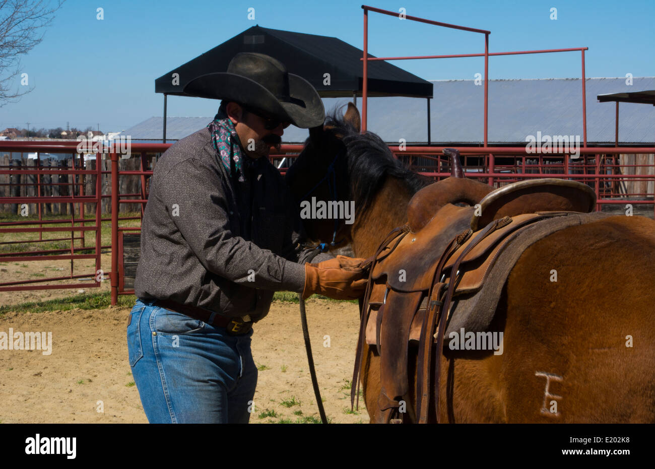 Dallas Texas Tate Ranch cowboy training 2 year old horses to put on ...