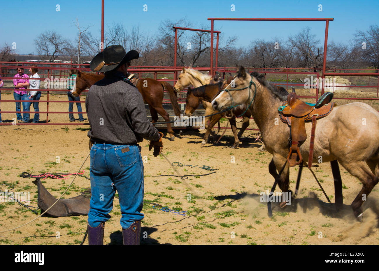 Dallas Texas Tate Ranch cowboy training 2 year old horses to put on ...
