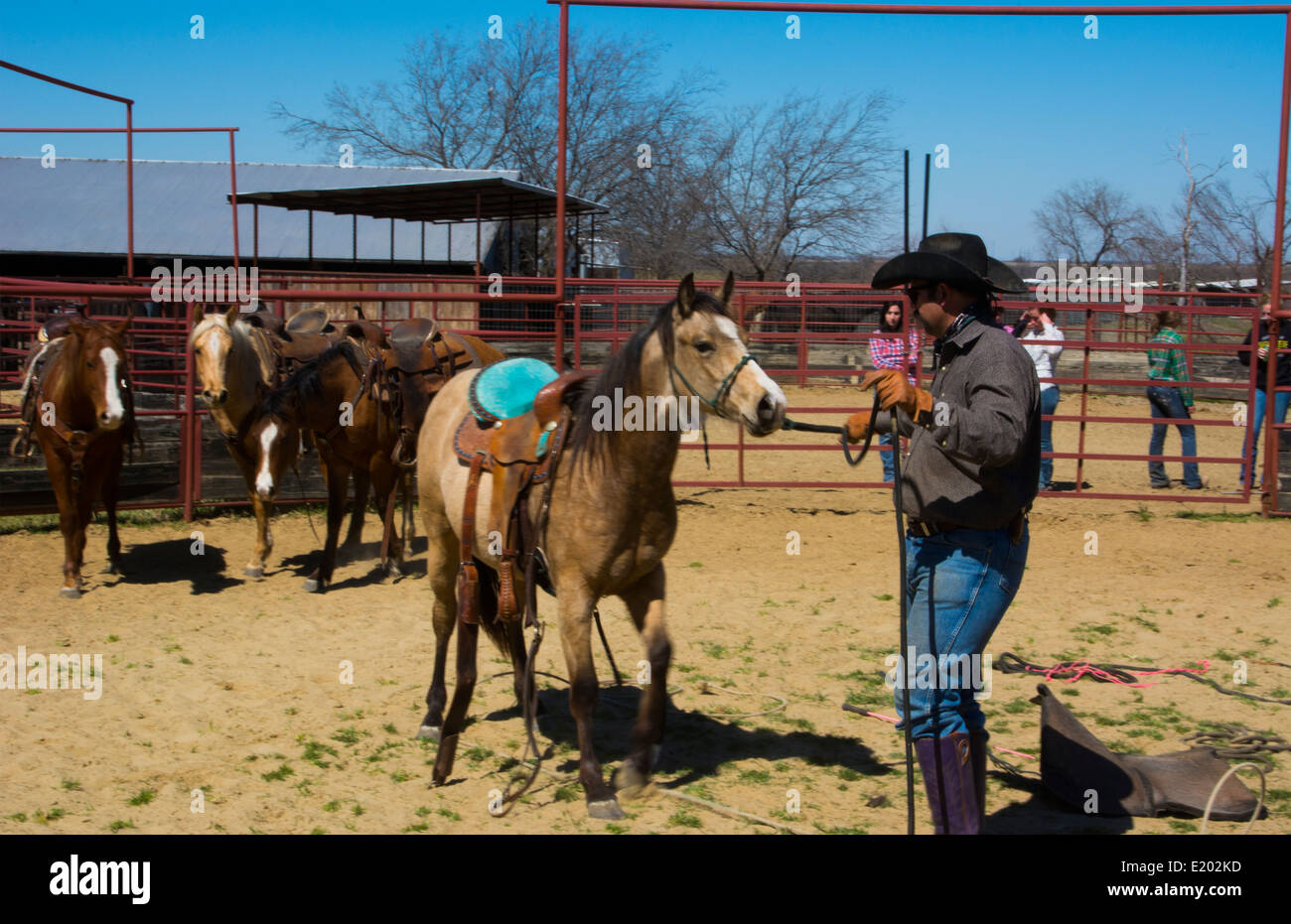 Dallas Texas Tate Ranch cowboy training 2 year old horses to put on ...