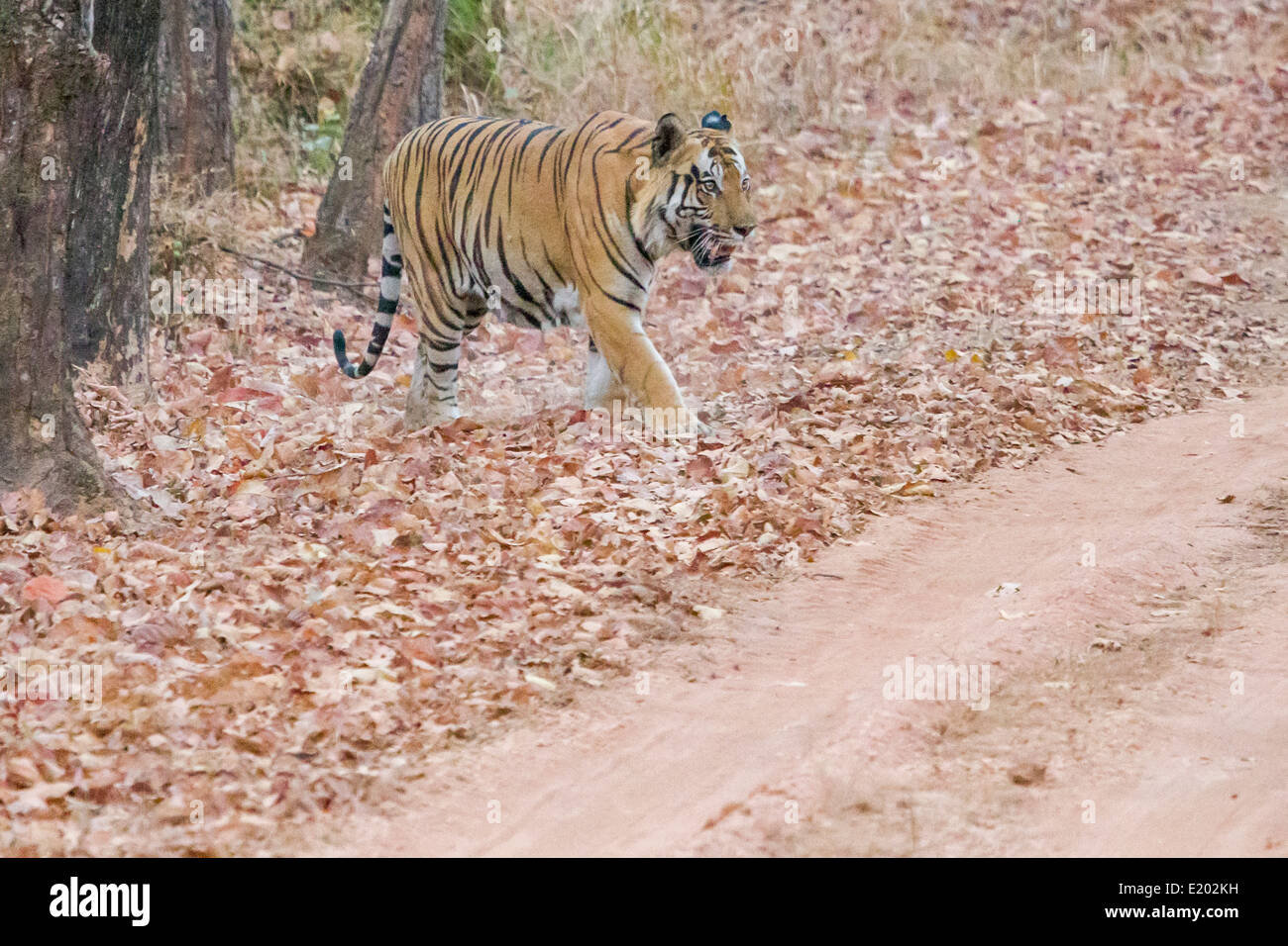 Tiger in Bandhavgarh National Park Madhya Pradesh India Asia Stock ...