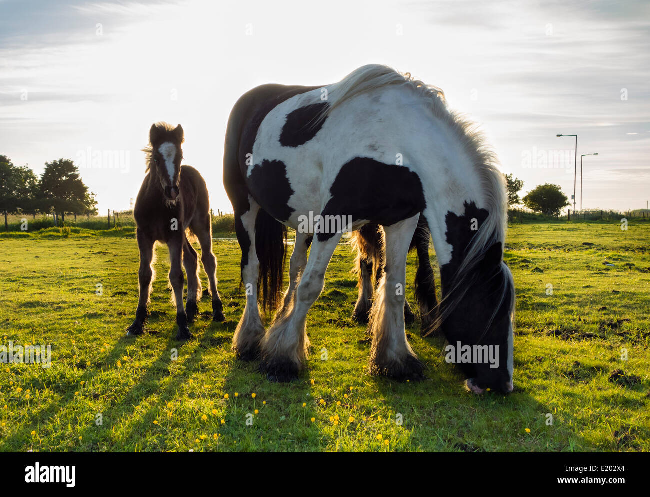 Billingham, north east England, United Kingdom. 12th June, 2014. Horse ...