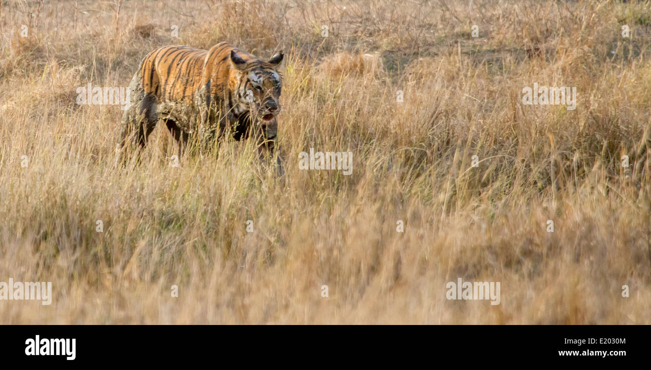 A tiger stalking its prey hi-res stock photography and images - Alamy