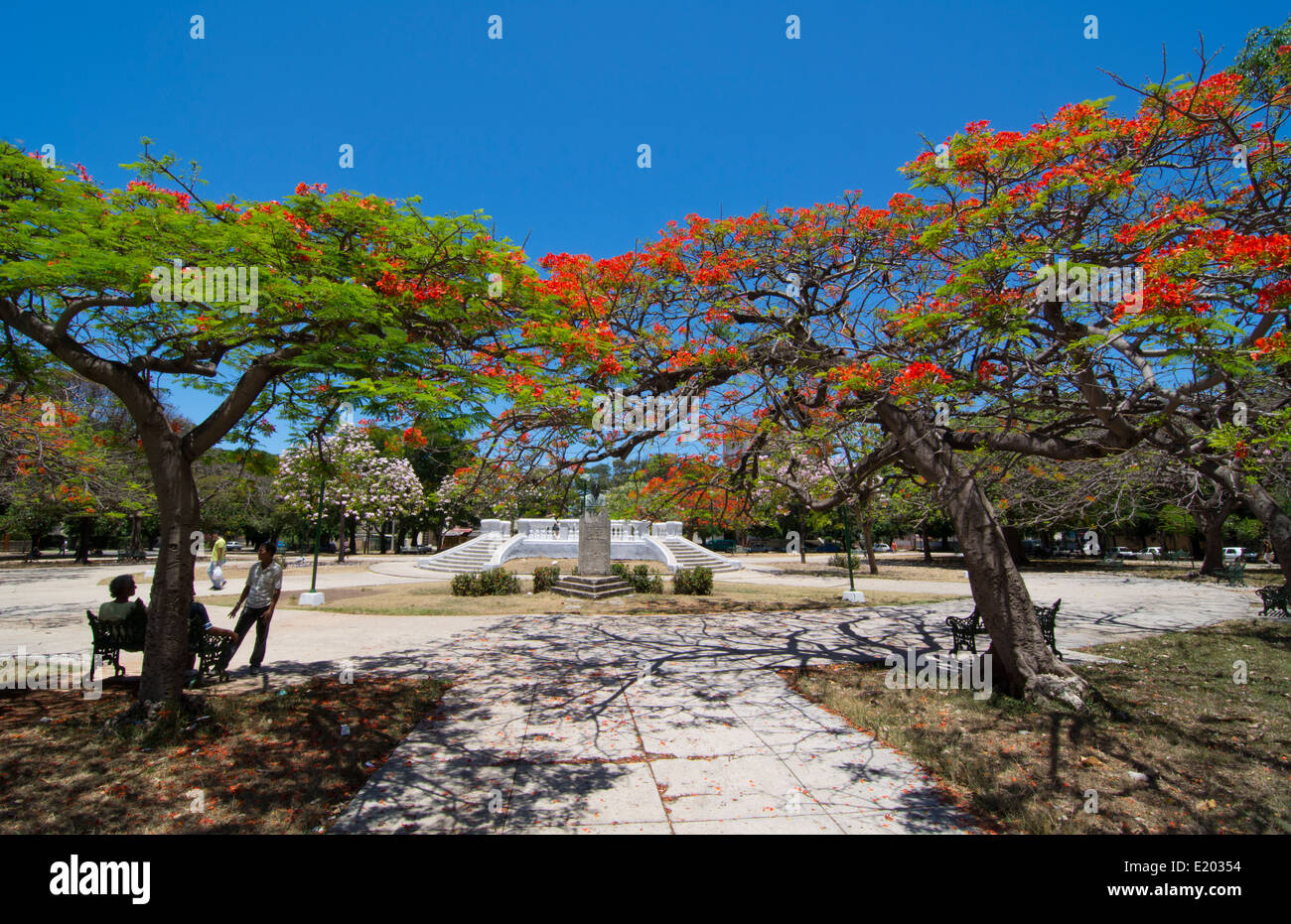 Havana Cuba beautiful tree and park in downtown city neighborhood in ...