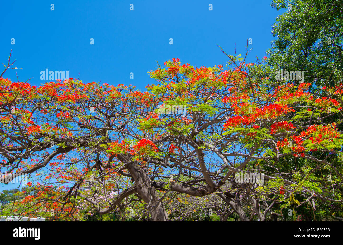 Havana Cuba beautiful tree and park in downtown city neighborhood in ...