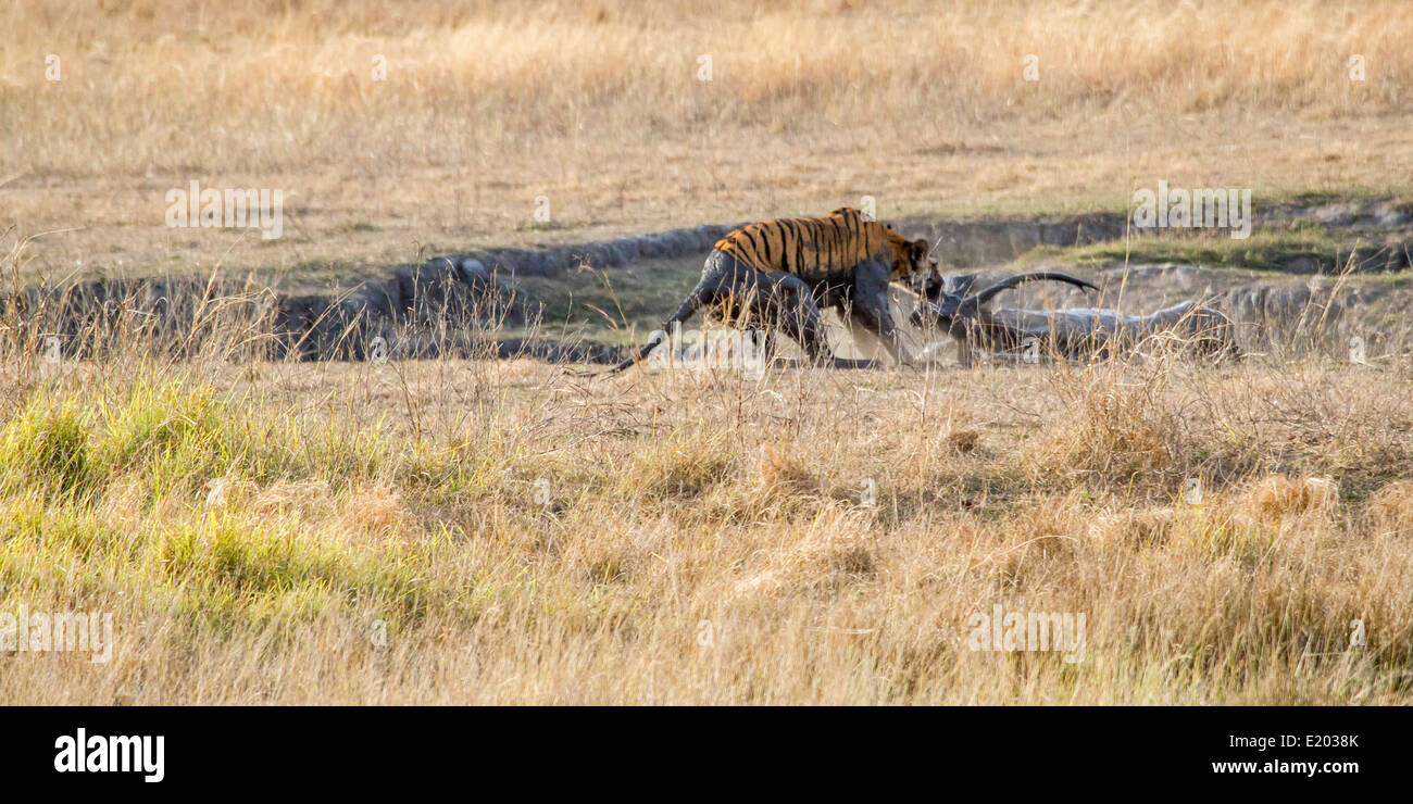 Female tiger stalking and killing a male Sambar deer, Bandhavgarh ...